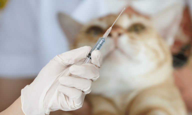 Calendario de vacunas y desparasitaciones en gatos - PetScience